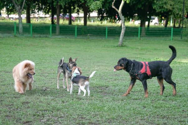 10 Tips For A Safe And Fun Off-Leash Dog Park Outing | Atlantic ...