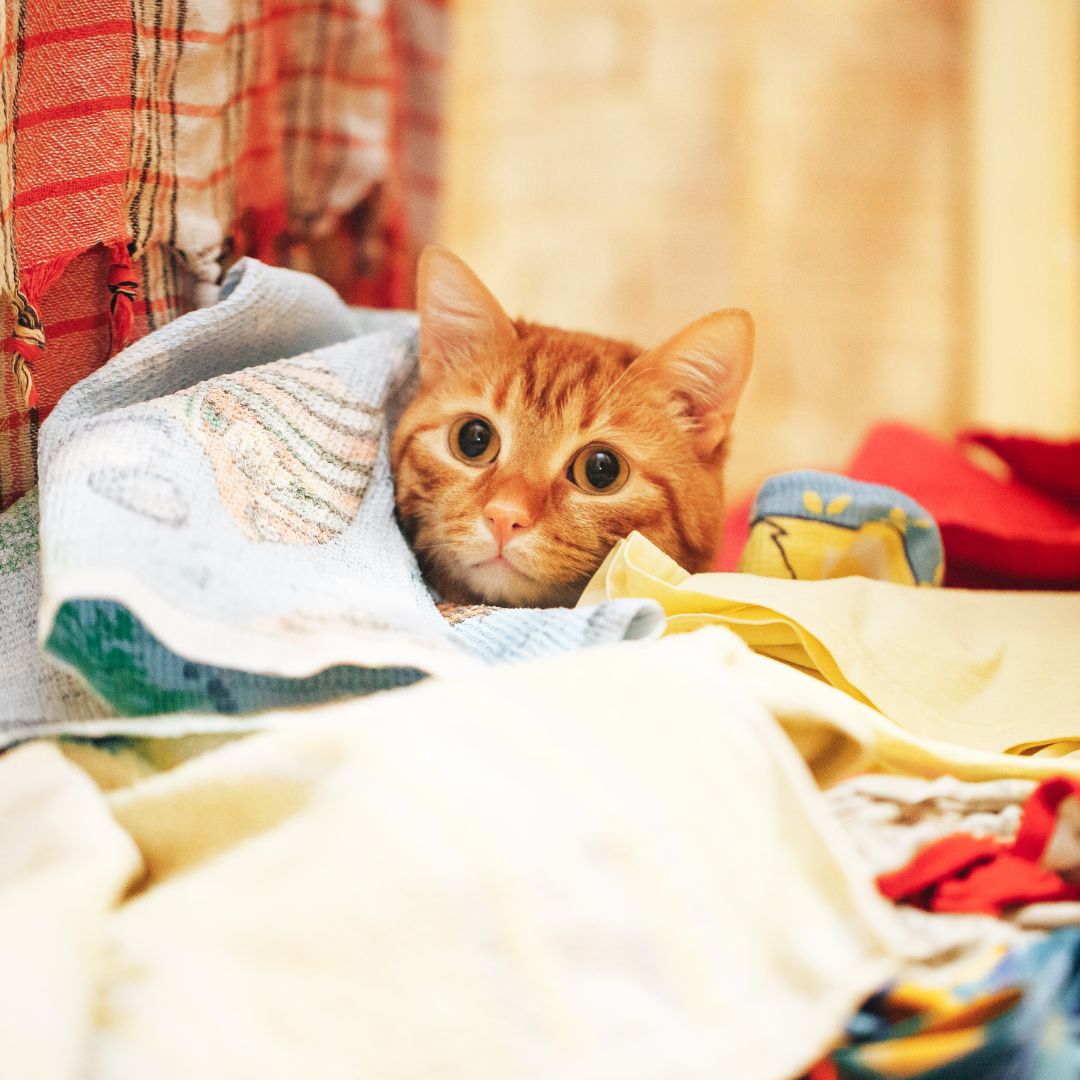 15 Common Household Items That Can Kill Your Curious Cat | Atlantic Veterinary Hospital
