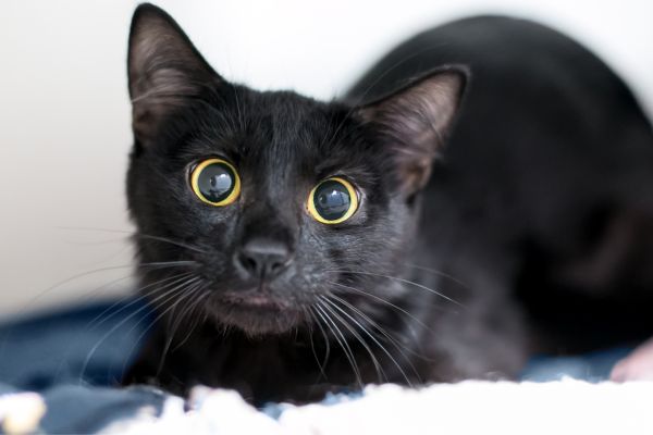 The Silent Thief Of Sight: Understanding Glaucoma In Cats And Dogs ...