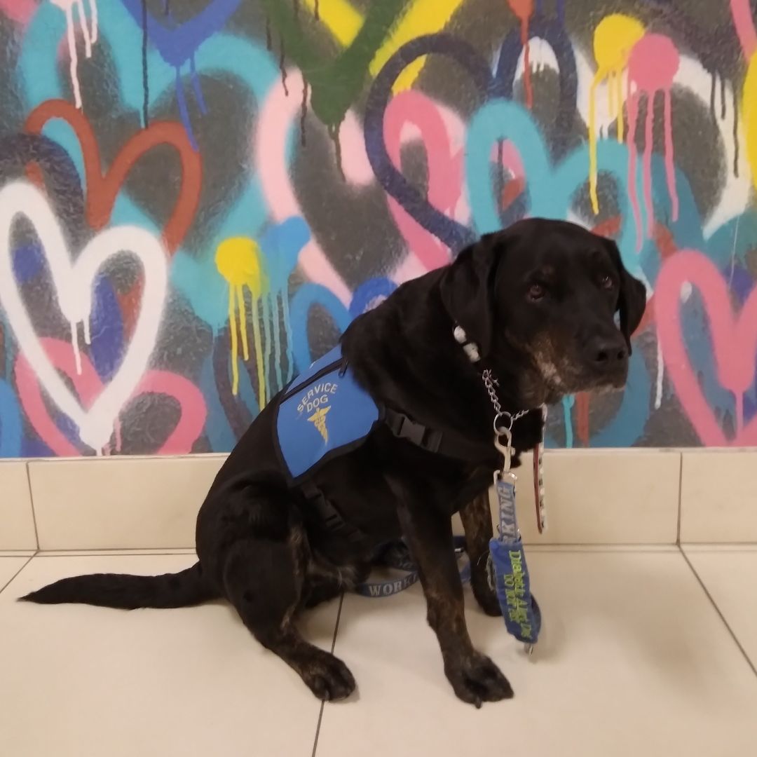 Service Dogs: Their Vital Role, And How To Spot The Real Ones ...