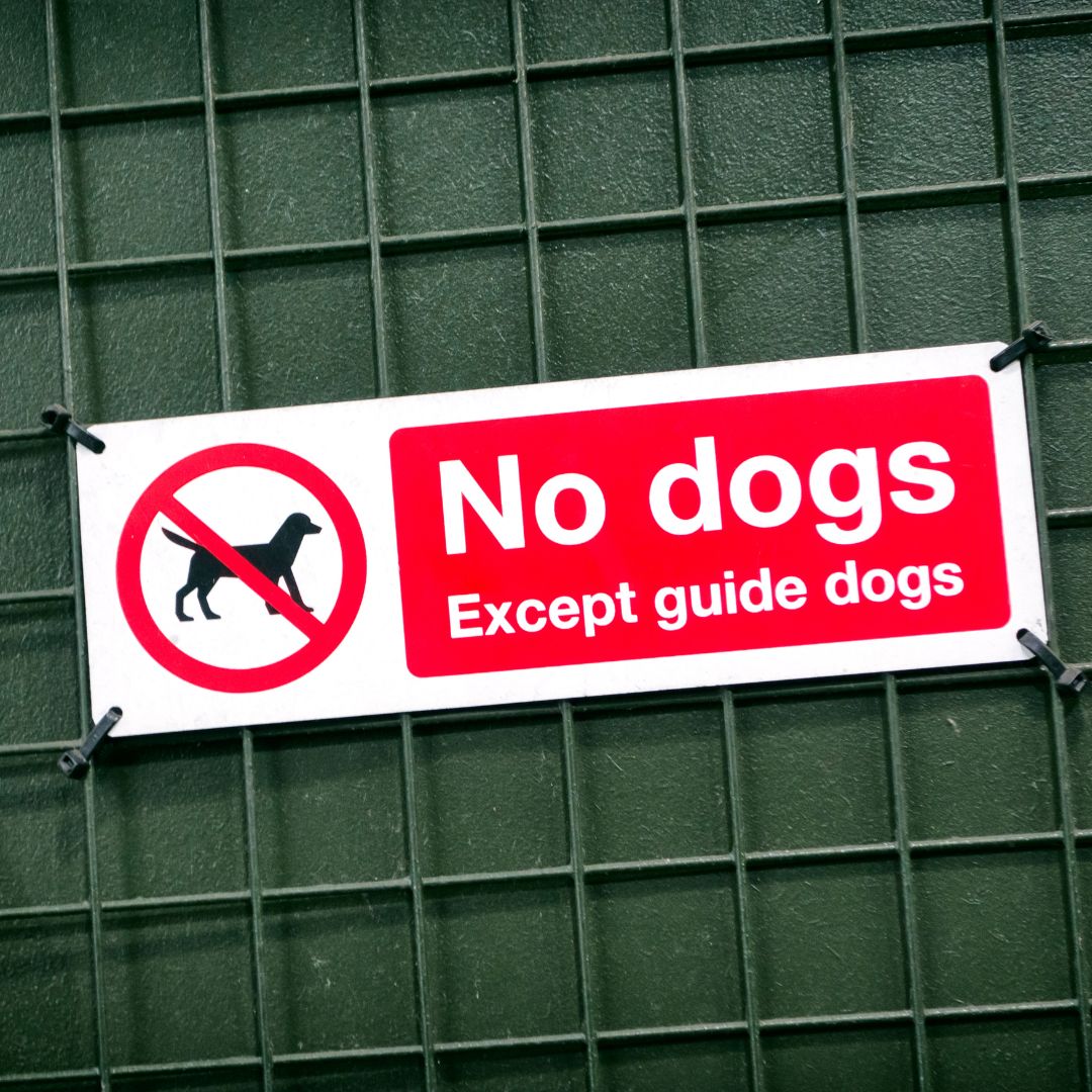 Service Dogs: Their Vital Role, And How To Spot The Real Ones ...