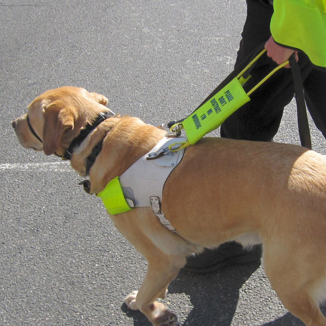 Service Dogs: Their Vital Role, And How To Spot The Real Ones ...