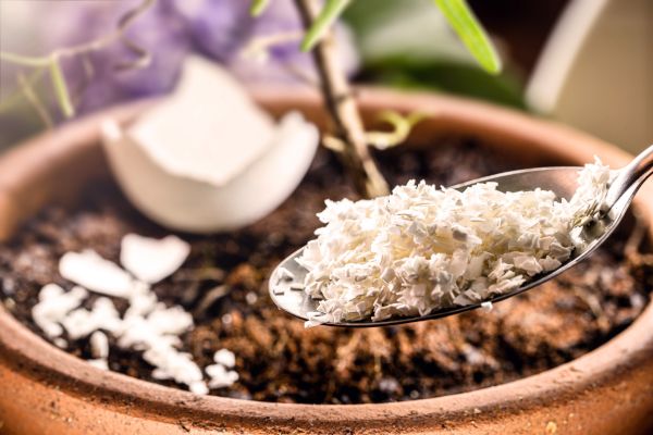 Why Slug Bait Is Poisonous To Cats And Dogs, Plus 9 Slug Control ...